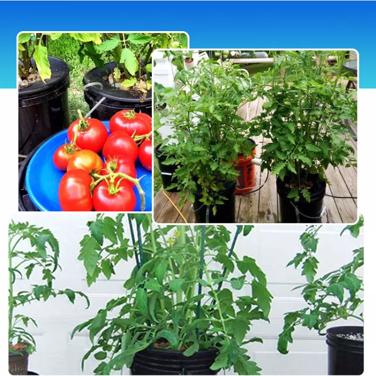 Hydroponics DWC & Drip Recirculating Growing System 4 Plant Buckets Co ...